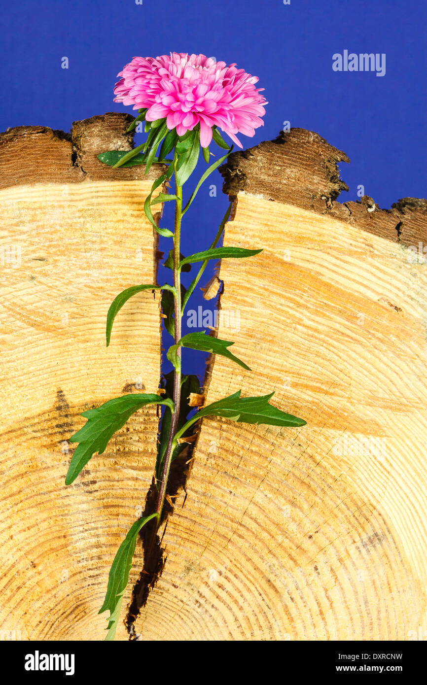 Ornamental aster hi-res stock photography and images - Alamy