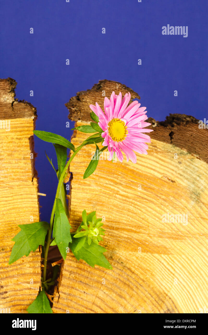 Ornamental aster hi-res stock photography and images - Alamy