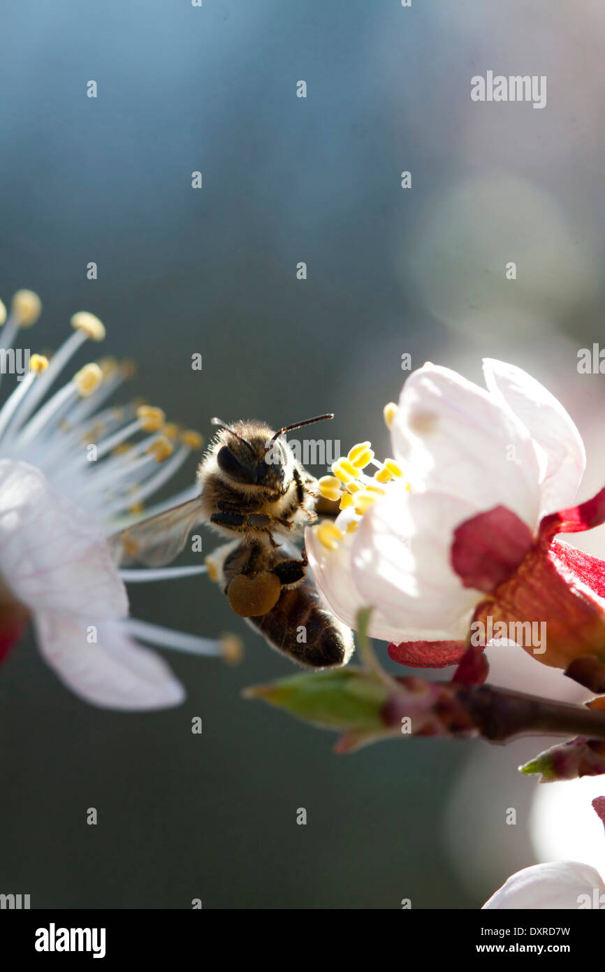 Honey bee enjoying peach blossom on a lovely spring day Stock Photo - Alamy