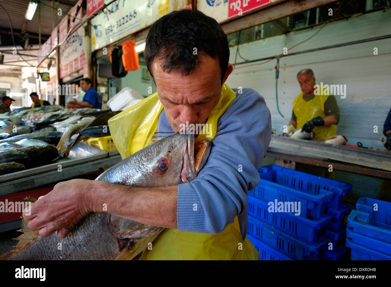 An Israeli fishmonger holds a big fresh fish in the market in the city ...