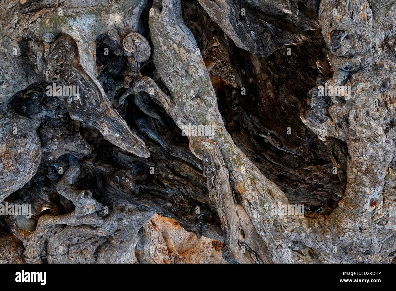 A Sycamore tree Stock Photo - Alamy