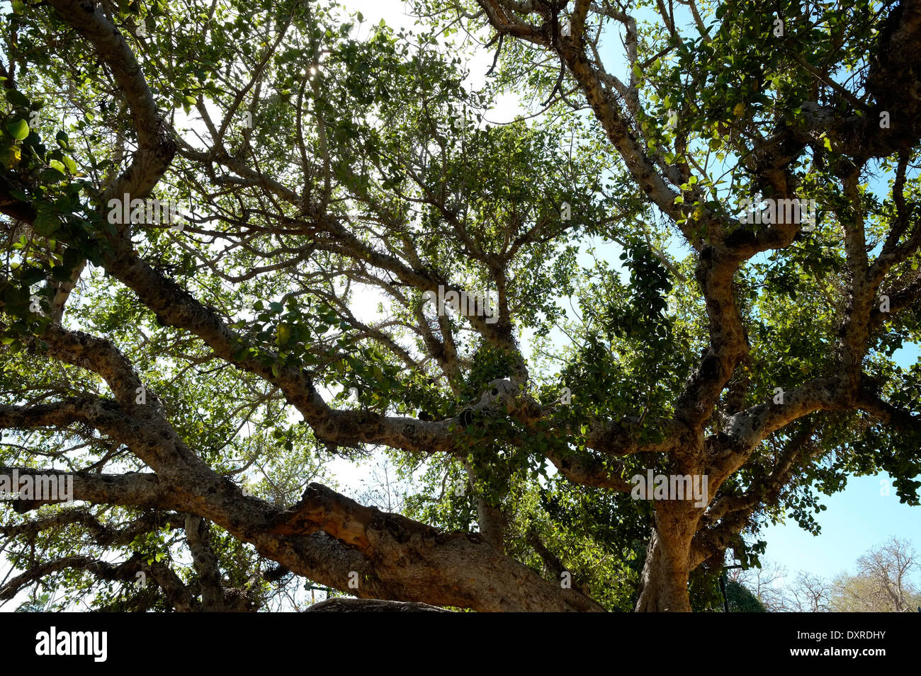 A Sycamore tree Stock Photo - Alamy