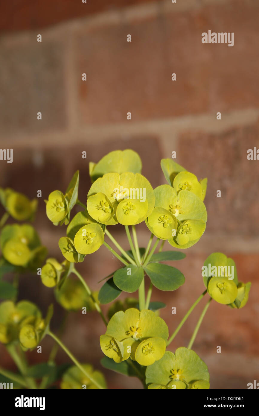 common spurge growing against wall in garden Euphorbia Stock Photo - Alamy