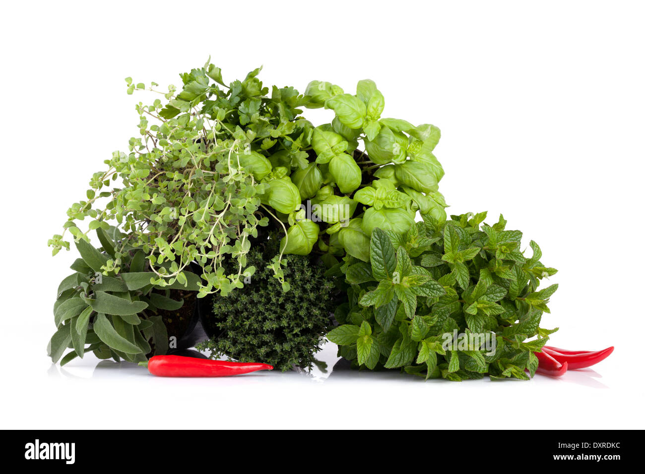 Aromatic plants hi-res stock photography and images - Alamy