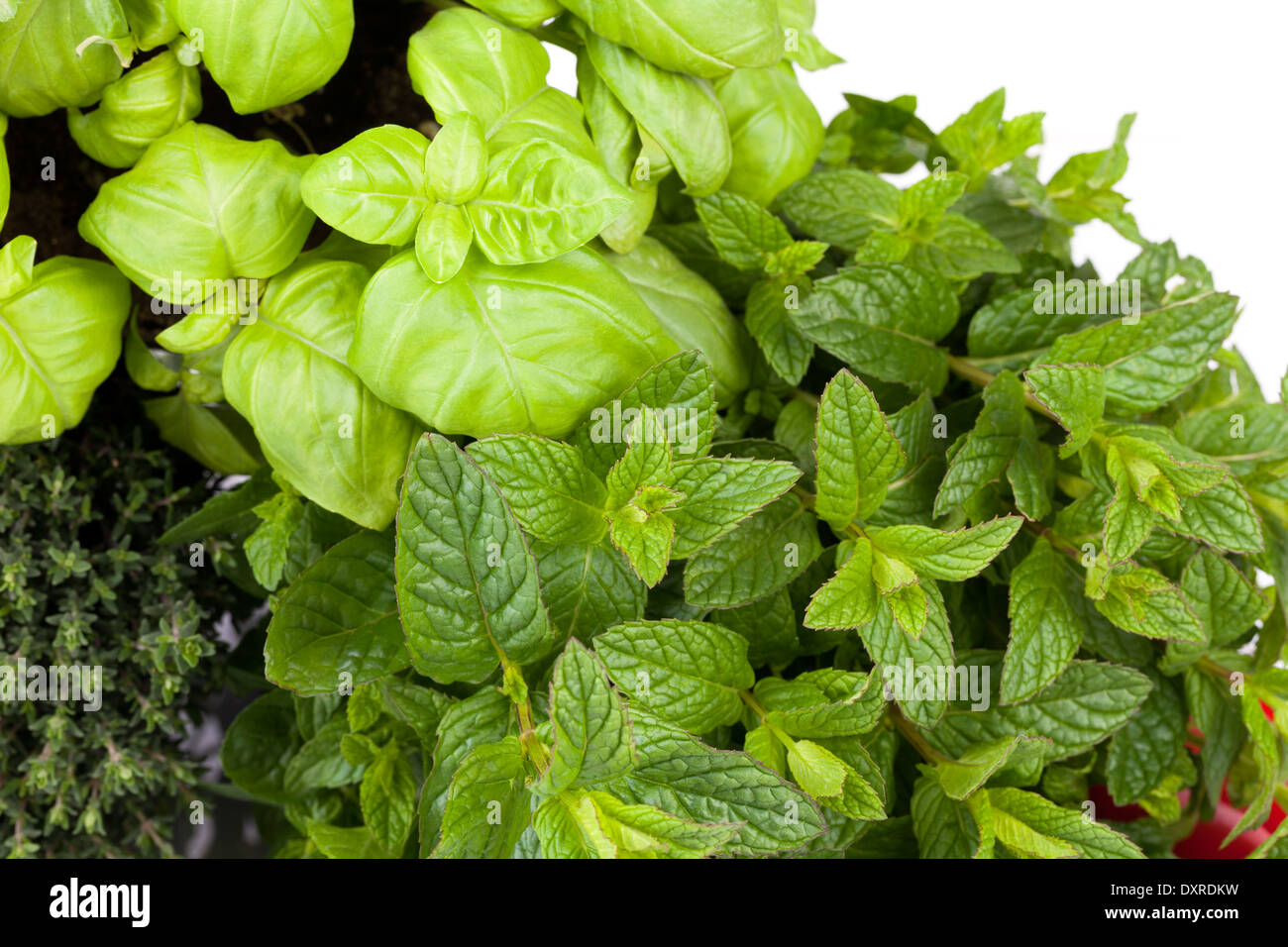 Basil mint hi-res stock photography and images - Alamy