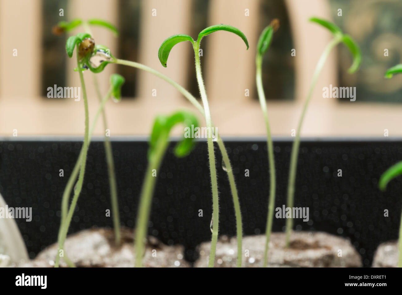 Tomato seedlings growing from seed Stock Photo - Alamy