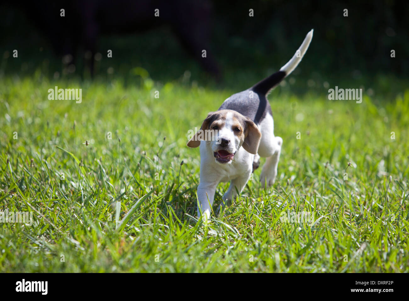 Hunting dog puppies playing in field Stock Photo - Alamy
