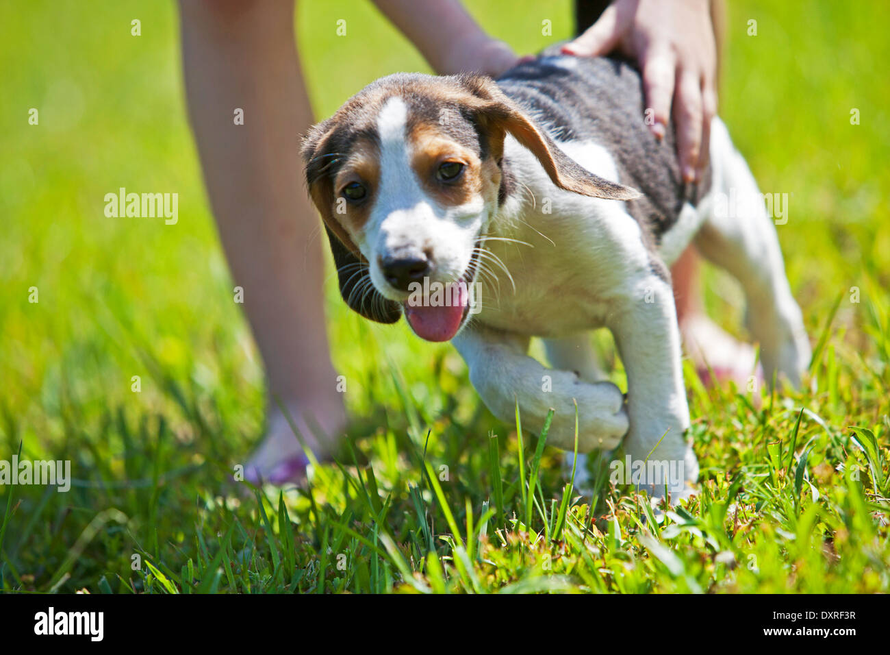 Hunting dog puppy playing Stock Photo - Alamy