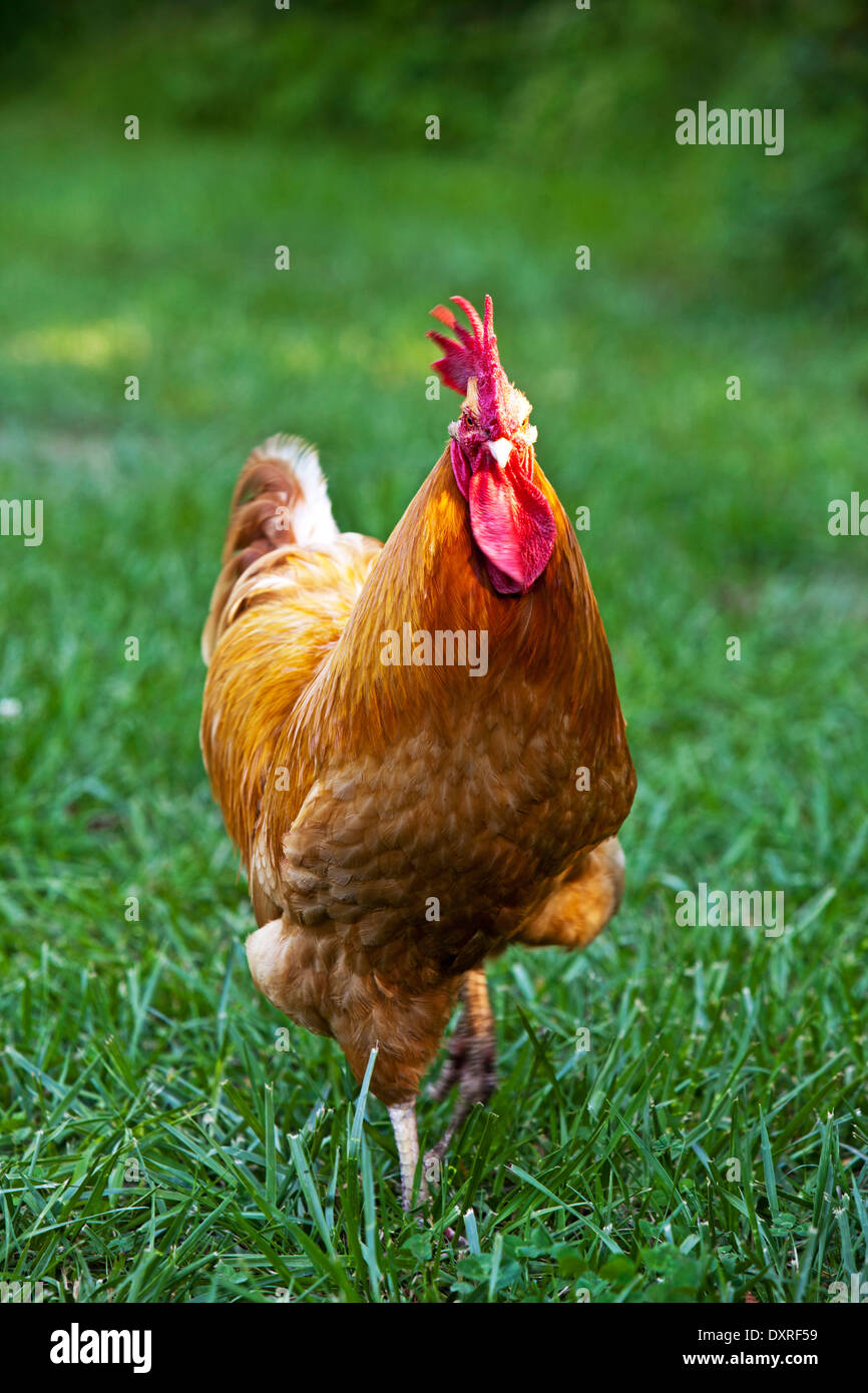 Red rooster walking in field Stock Photo - Alamy