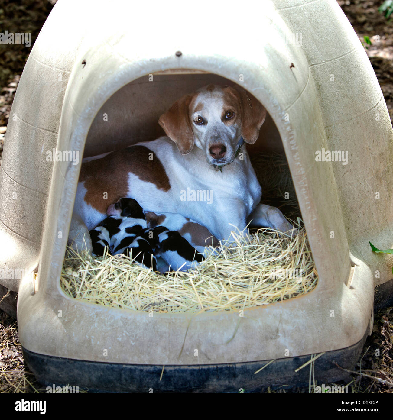 Mother hunting dog with puppies Stock Photo - Alamy