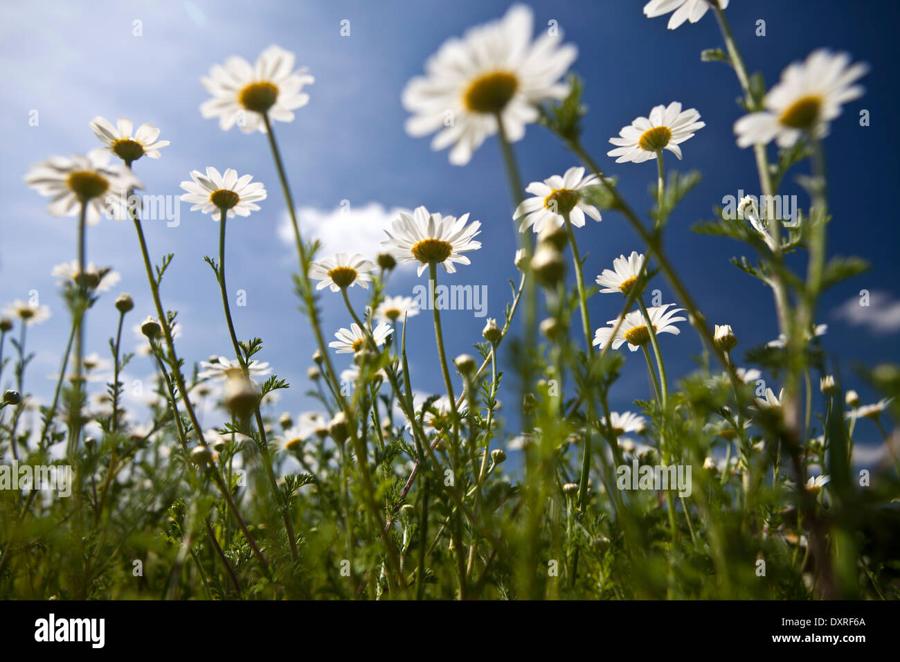 Field of daisy flowers Stock Photo - Alamy