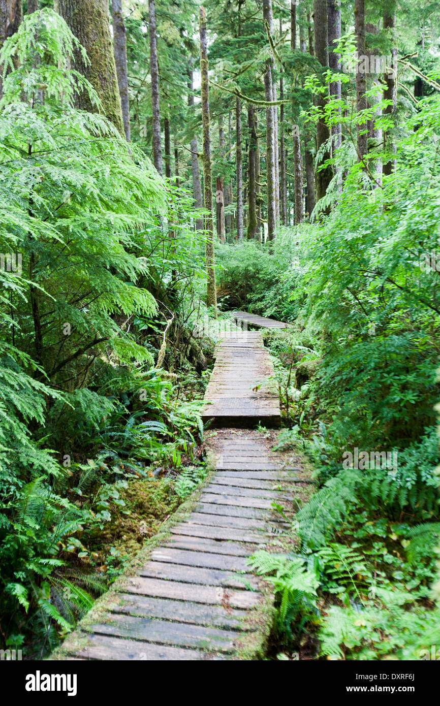 Large cedar trees in caramanah Valley and an old wooden walkwaly Stock ...