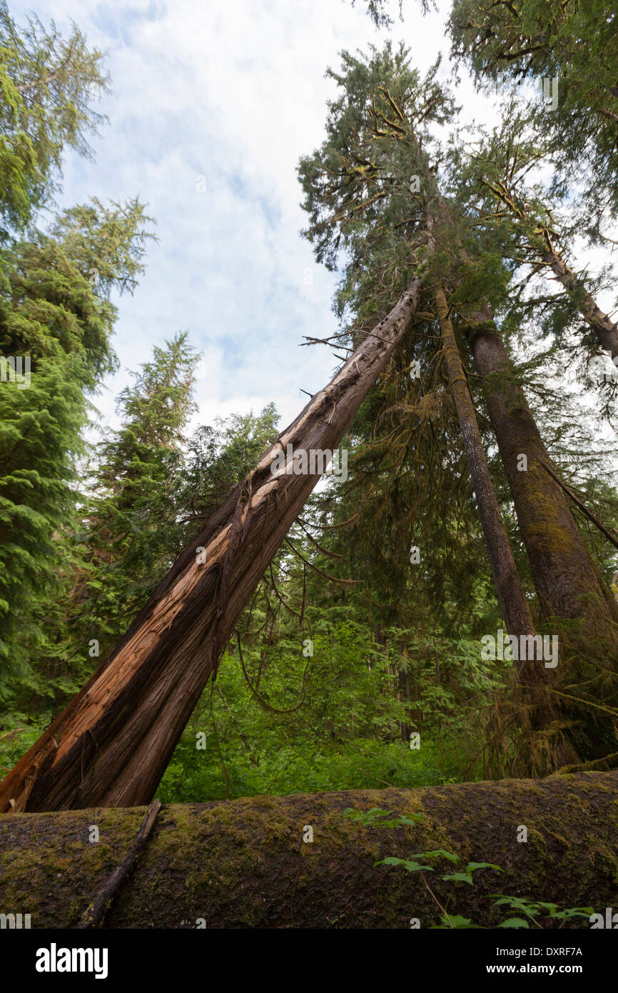 Large cedar trees in caramanah Valley Stock Photo - Alamy