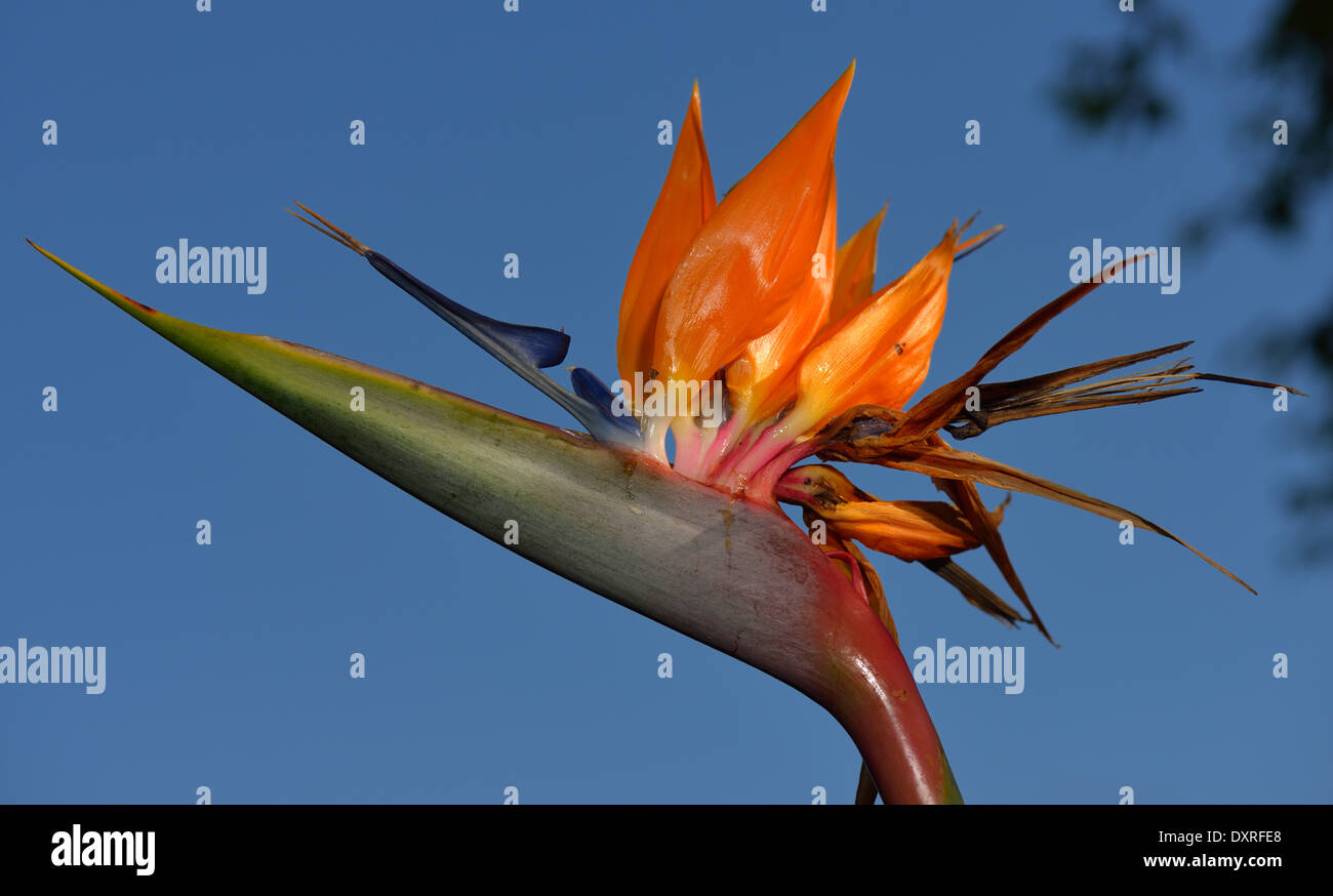 Bird of Paradise flower (Strelitzia reginae Stock Photo - Alamy