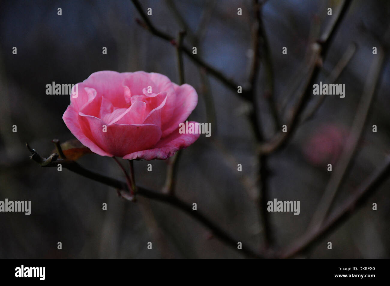 Fleur rose hi-res stock photography and images - Alamy