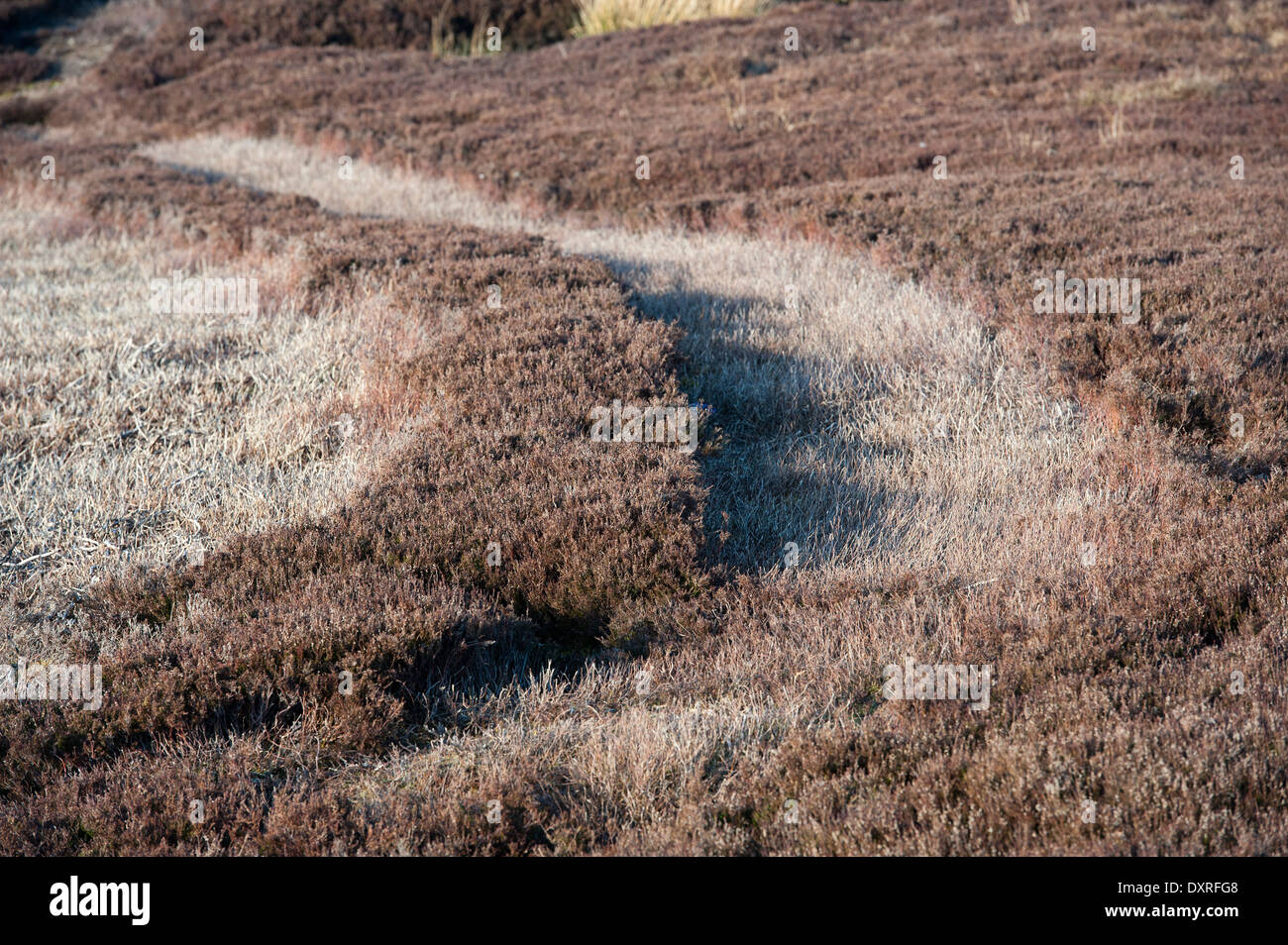 Burnt Heather High Resolution Stock Photography and Images - Alamy