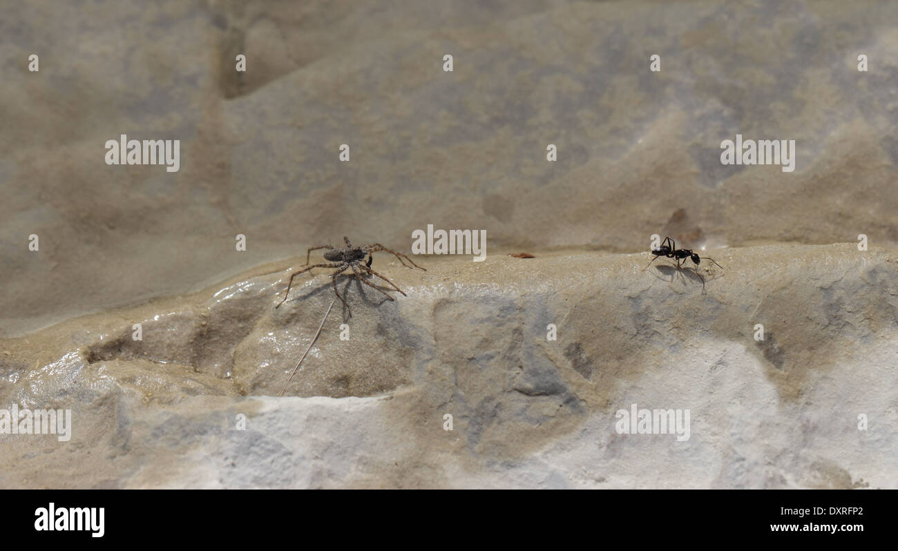 Spider chasing ants on the rocks Stock Photo - Alamy