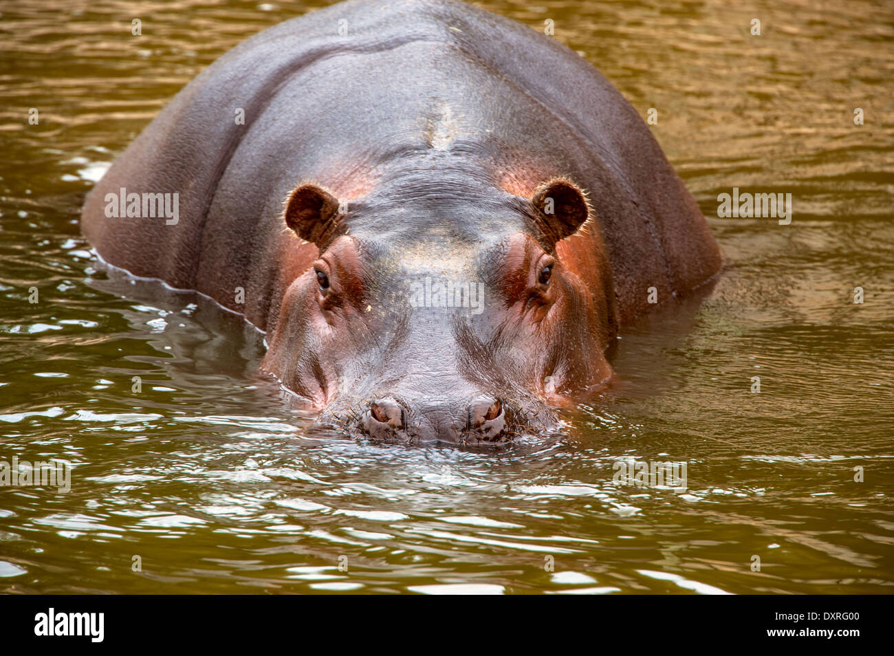 behemoth looking at the camera out of the water Stock Photo - Alamy