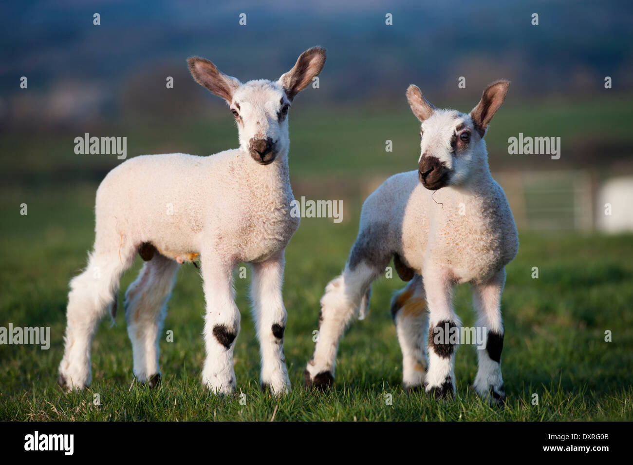 Lambson hi-res stock photography and images - Alamy