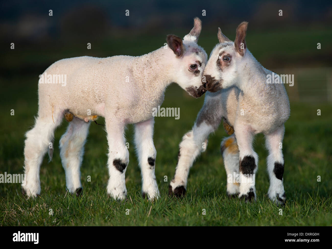 Lambson hi-res stock photography and images - Alamy