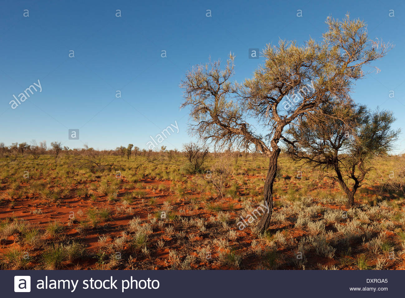 Tanami Desert Stock Photos & Tanami Desert Stock Images - Alamy