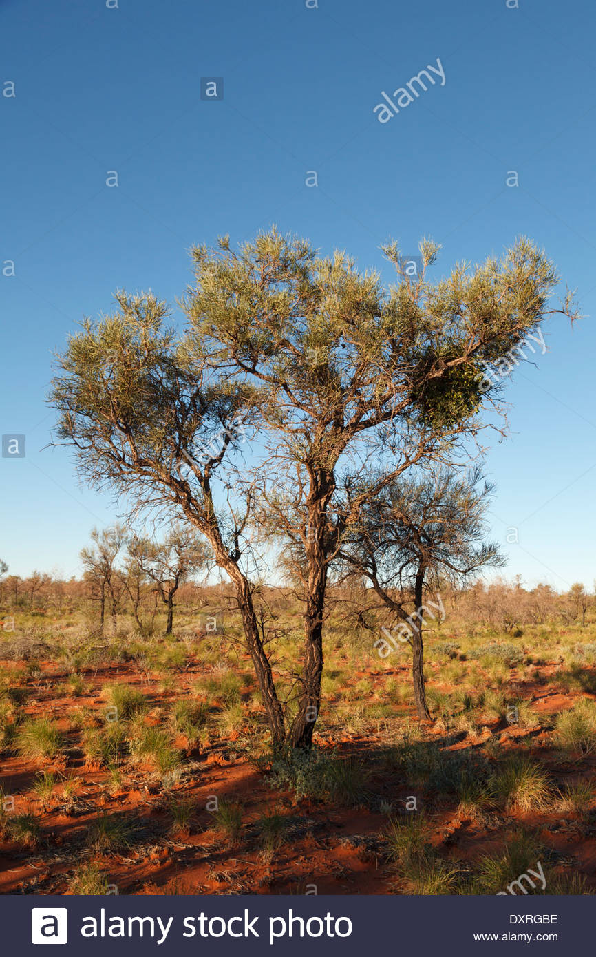 Tanami Desert Stock Photos & Tanami Desert Stock Images - Alamy