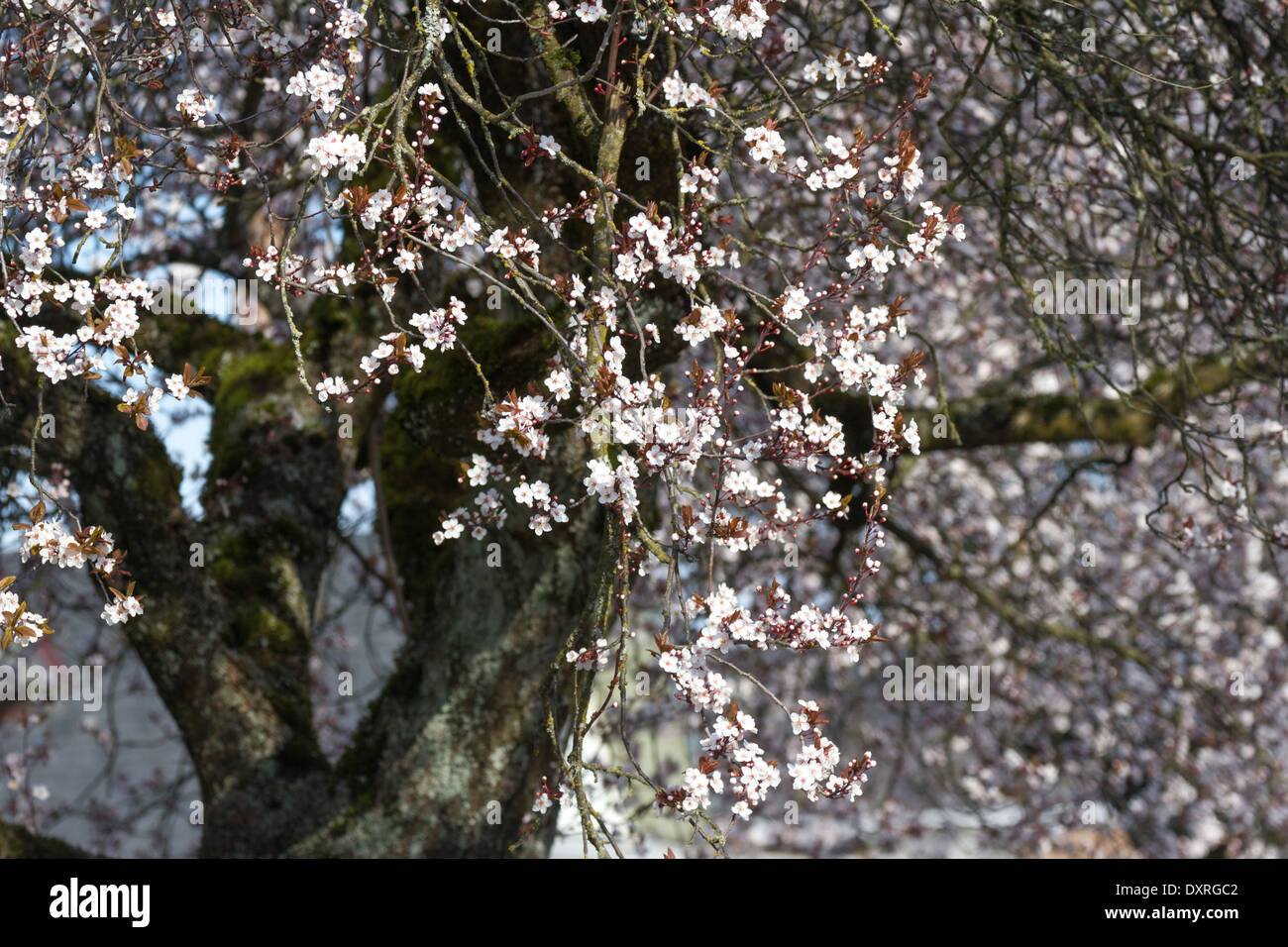 Plum flower hi-res stock photography and images - Alamy