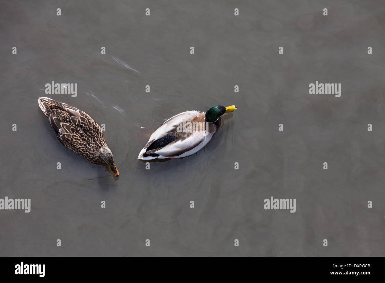 mallard view from top Stock Photo - Alamy