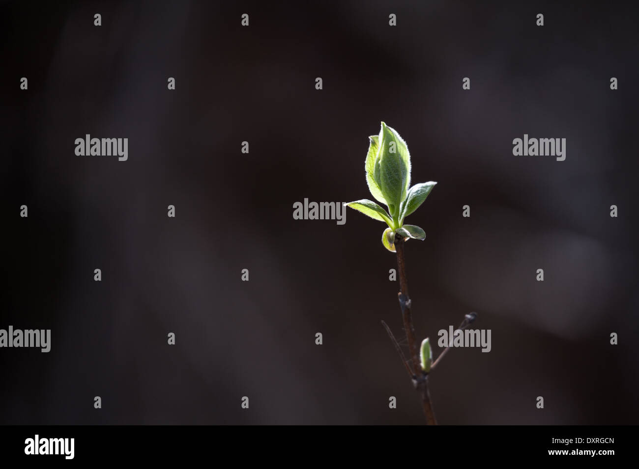 Spring leaf growth hi-res stock photography and images - Alamy
