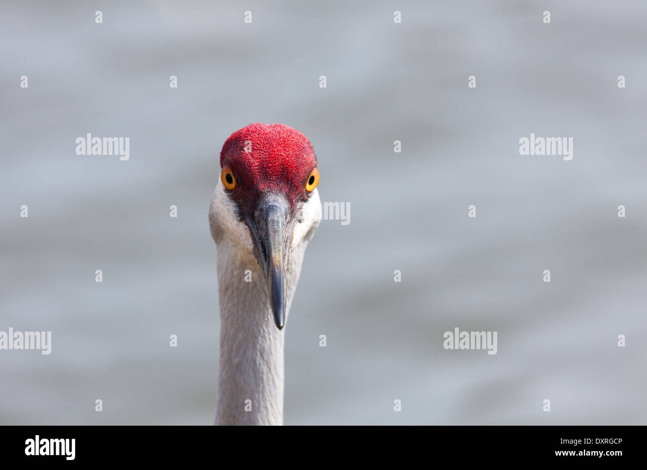 Crane beak hi-res stock photography and images - Alamy