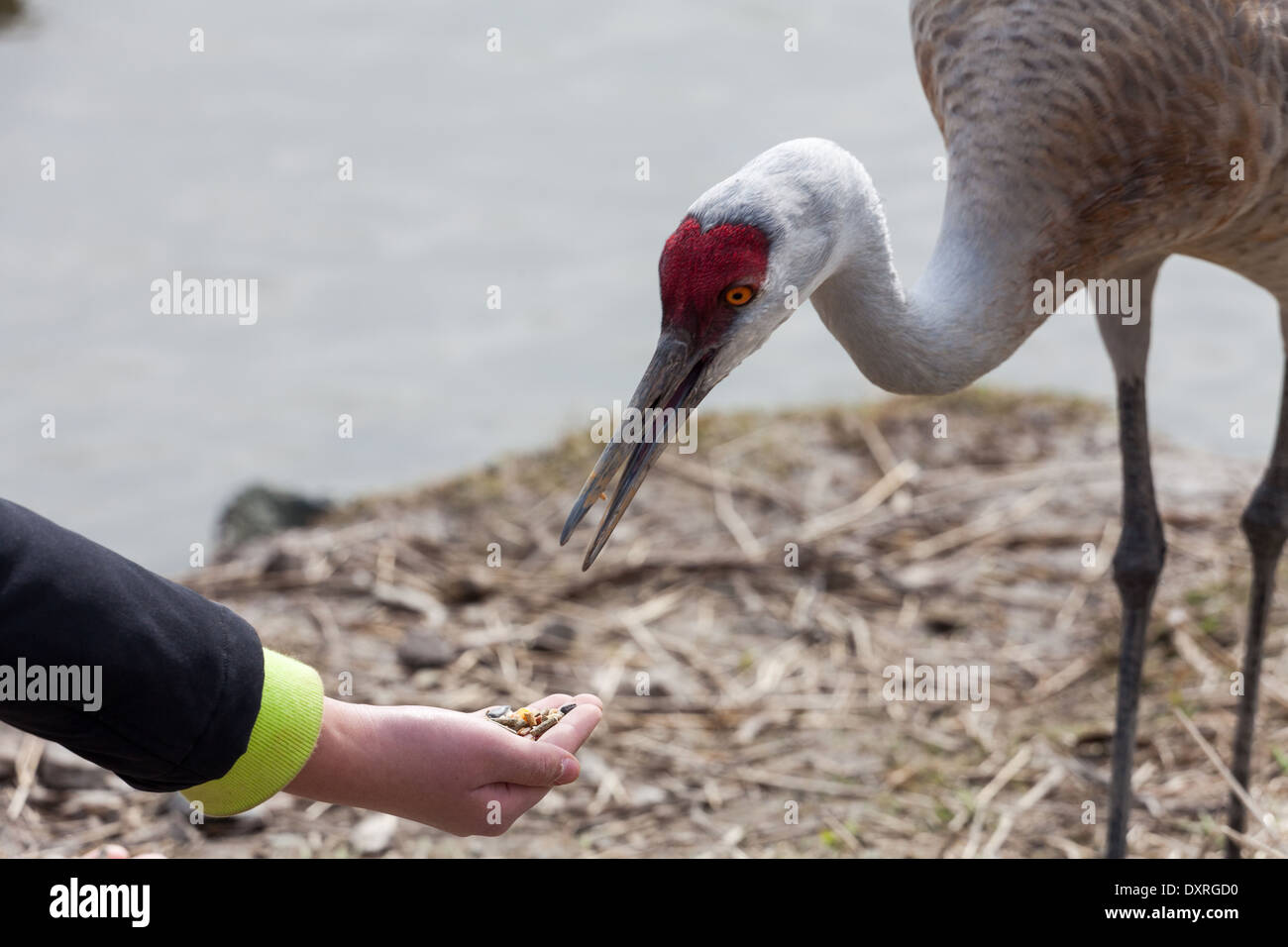 feeding a Sandhill Crane Stock Photo - Alamy