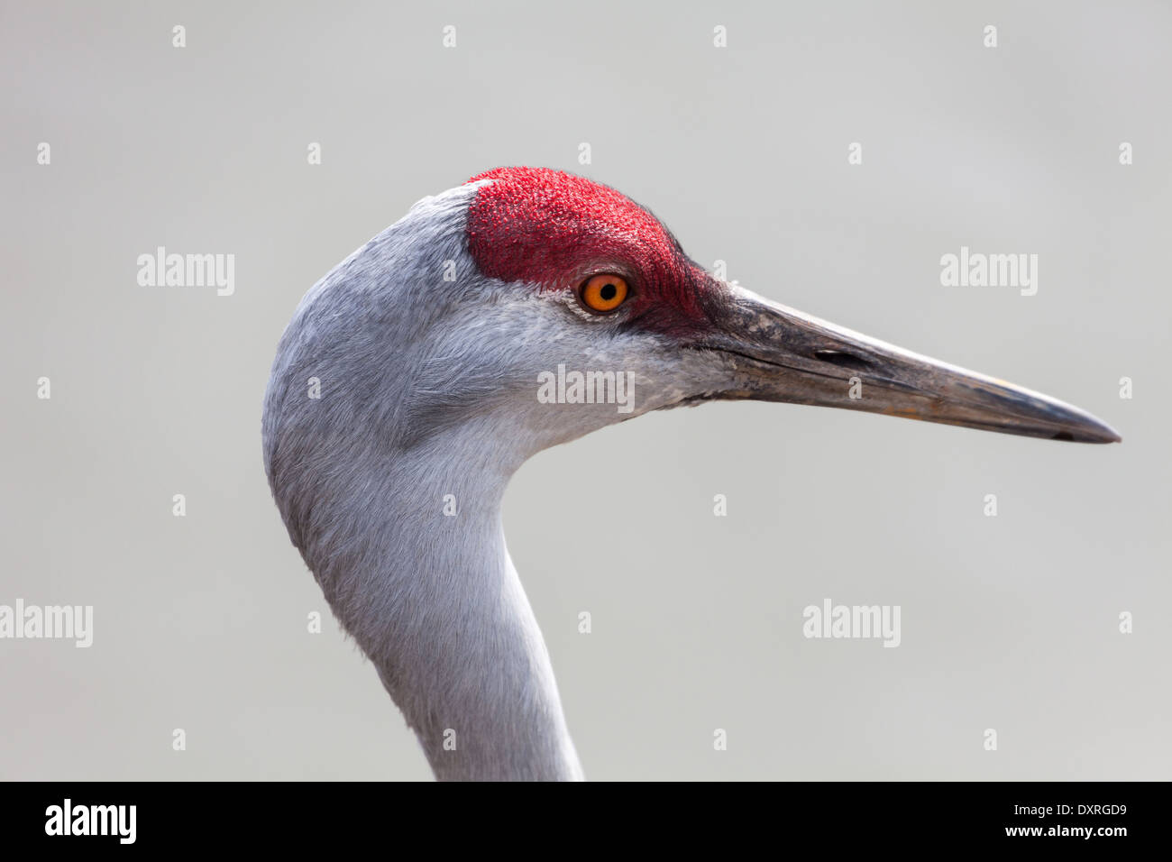 Crane beak hi-res stock photography and images - Alamy