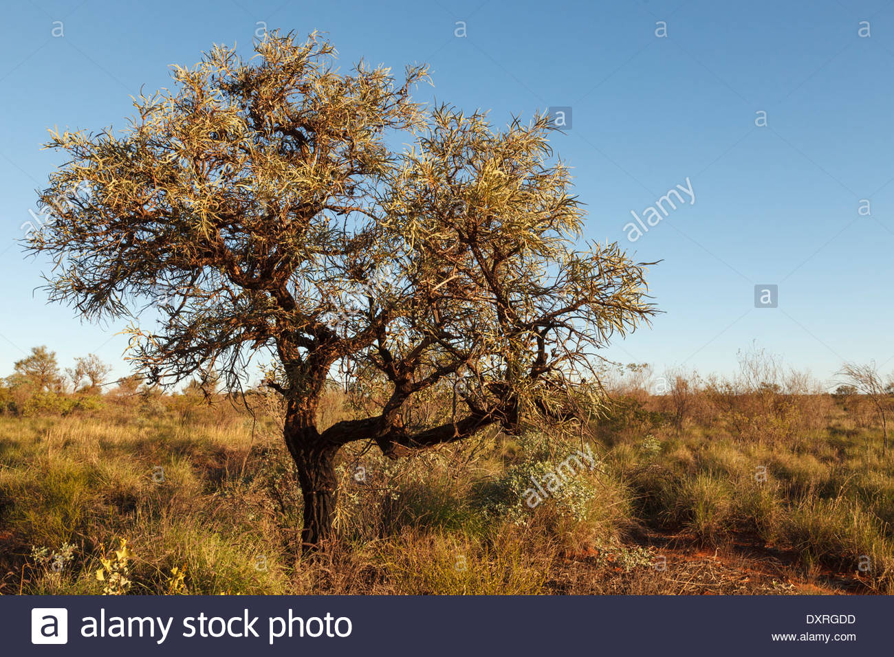 Tanami Desert Stock Photos & Tanami Desert Stock Images - Alamy