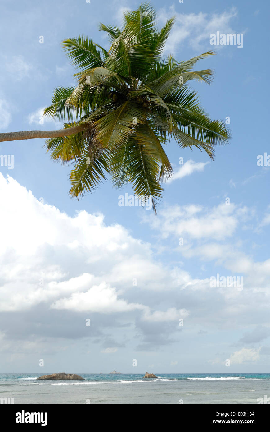 Leaning coconut hi-res stock photography and images - Alamy