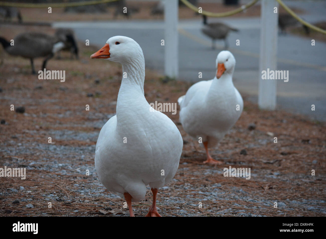Rivers nursery hi-res stock photography and images - Alamy