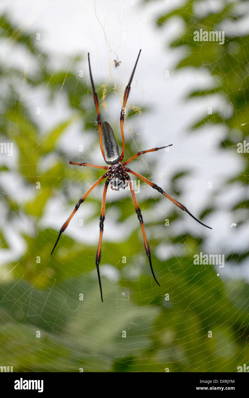 Female and Male Palm Spider (Nephilia inaurata) on Web Stock Photo - Alamy