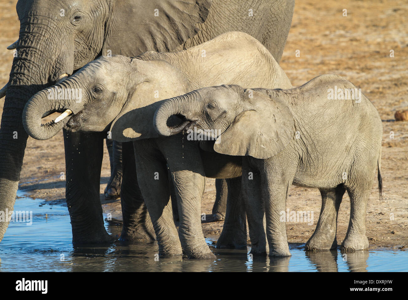 African Elephant calves drinking Stock Photo - Alamy