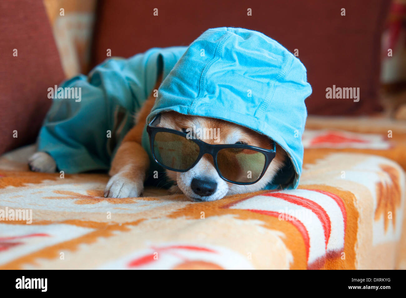Sad shiba inu dog with blue jacket, hood and glasses Stock Photo - Alamy