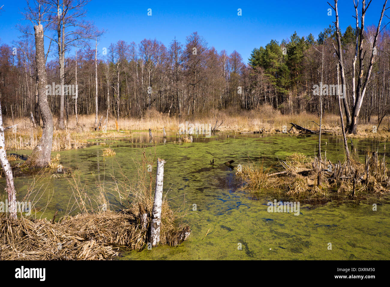 Forest swamp under sunshine in central Russia Stock Photo - Alamy