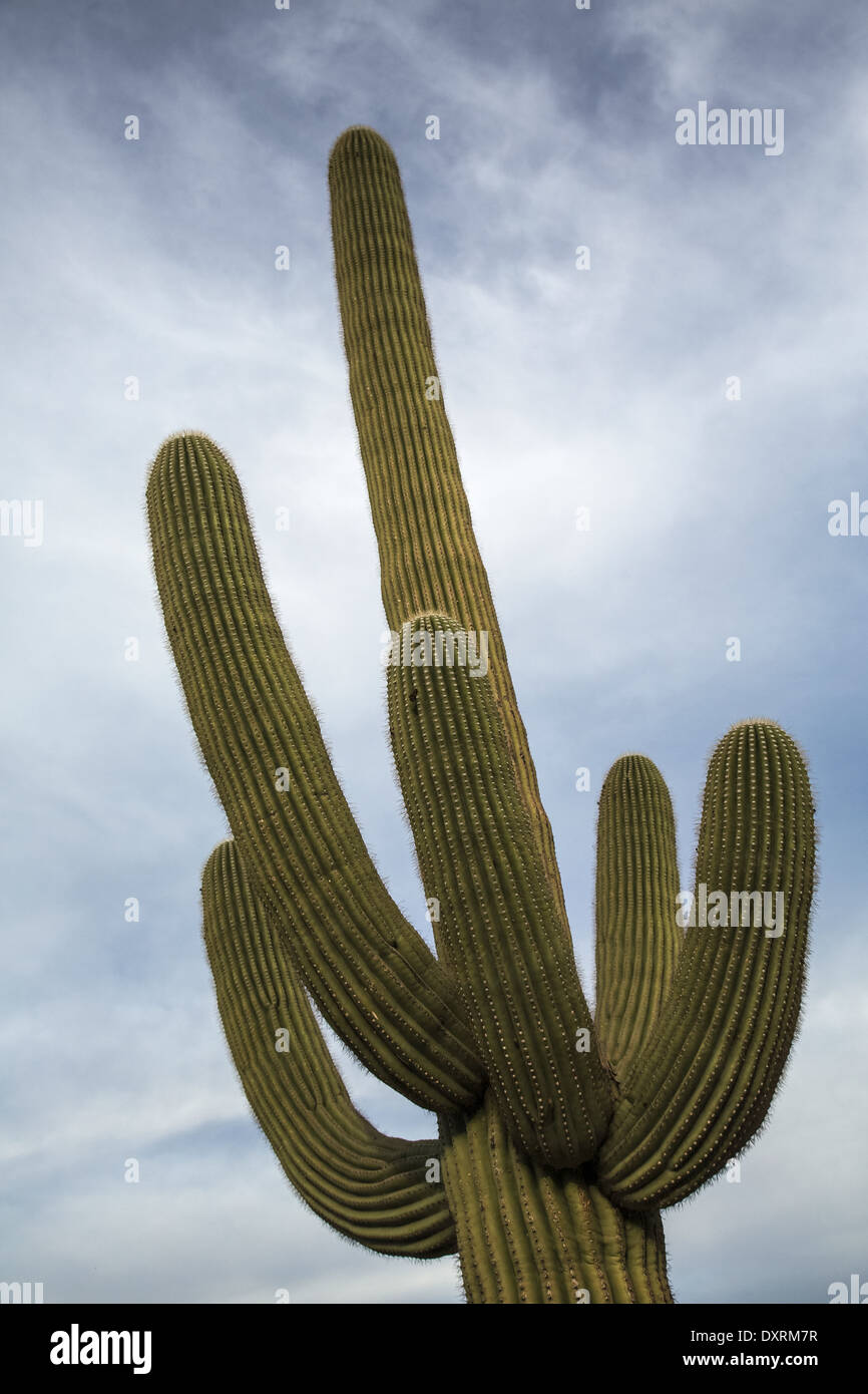 Saguaro cactus national park hi-res stock photography and images - Alamy