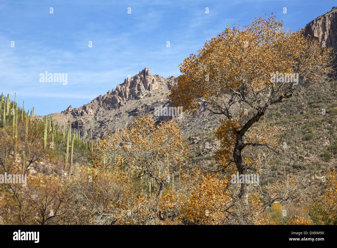 Sabino tree hi-res stock photography and images - Alamy