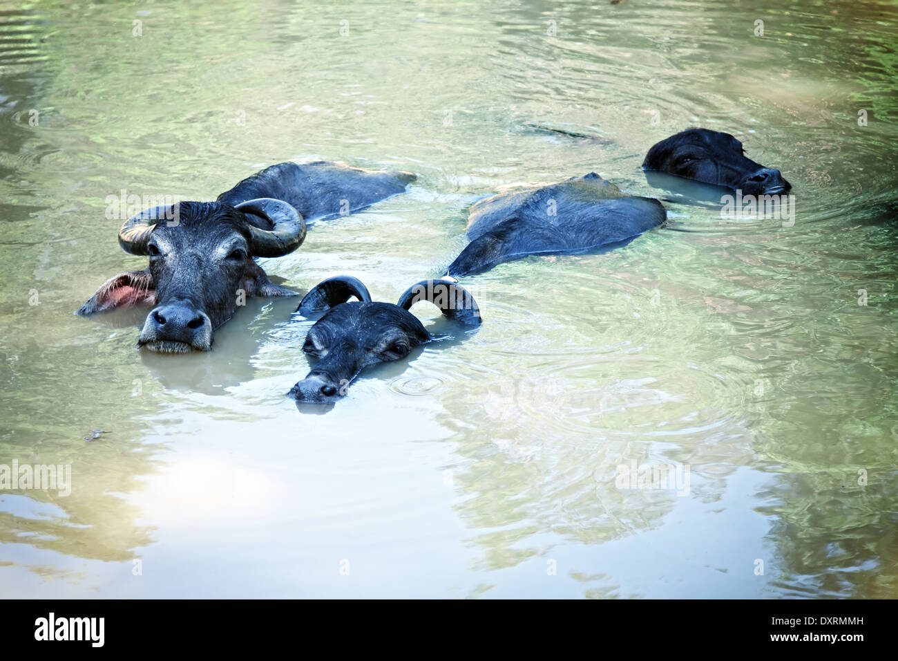 Three black buffalo swimming in the lake Stock Photo - Alamy