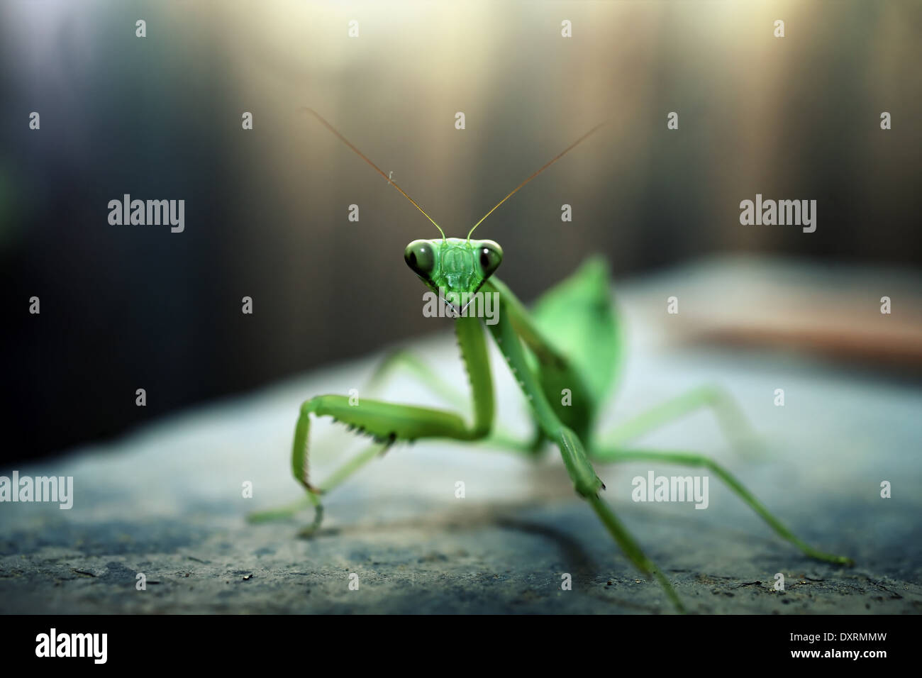 Macro photo of a green mantis Stock Photo - Alamy