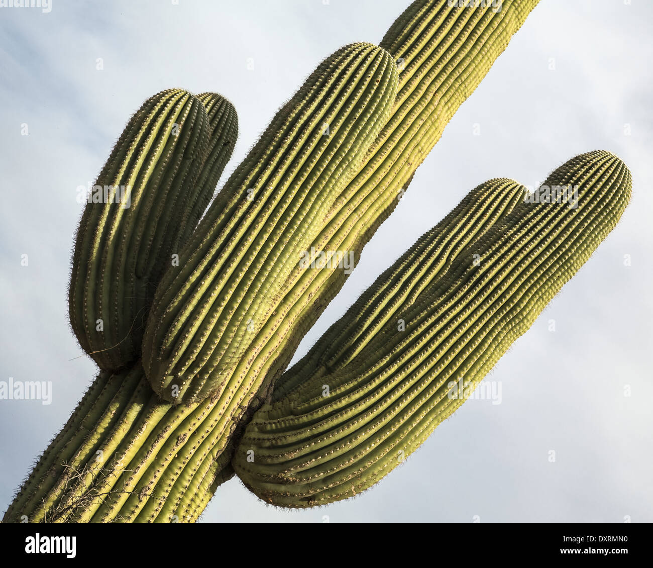 Saguaro cactus up close hi-res stock photography and images - Alamy