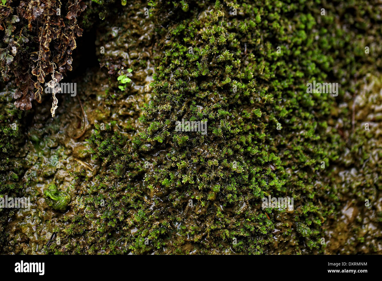 Wet moss with water close up Stock Photo - Alamy