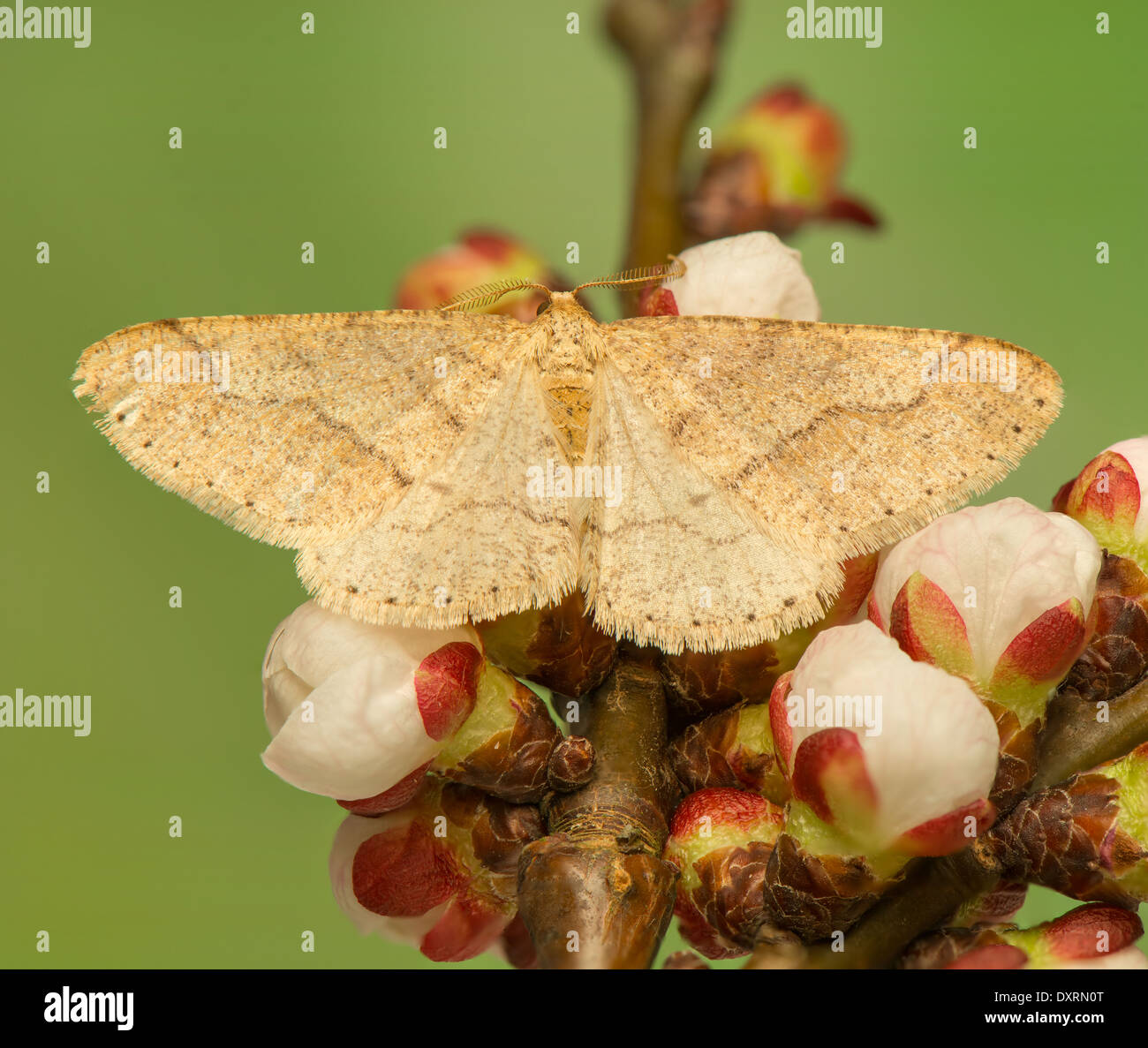 Moth - insect - Geometridae Stock Photo - Alamy