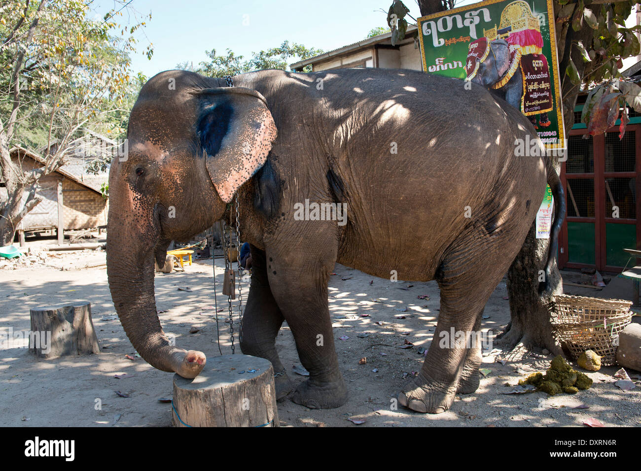 Myanmar, Surrounding of Tangoo, Elephant Stock Photo - Alamy