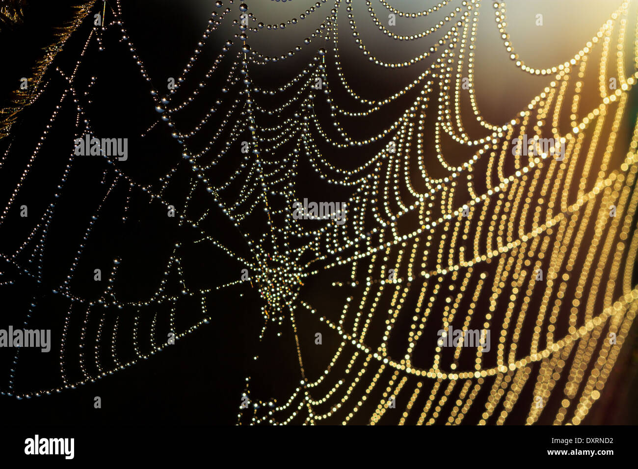abstract background from a web shine in the sun Stock Photo - Alamy
