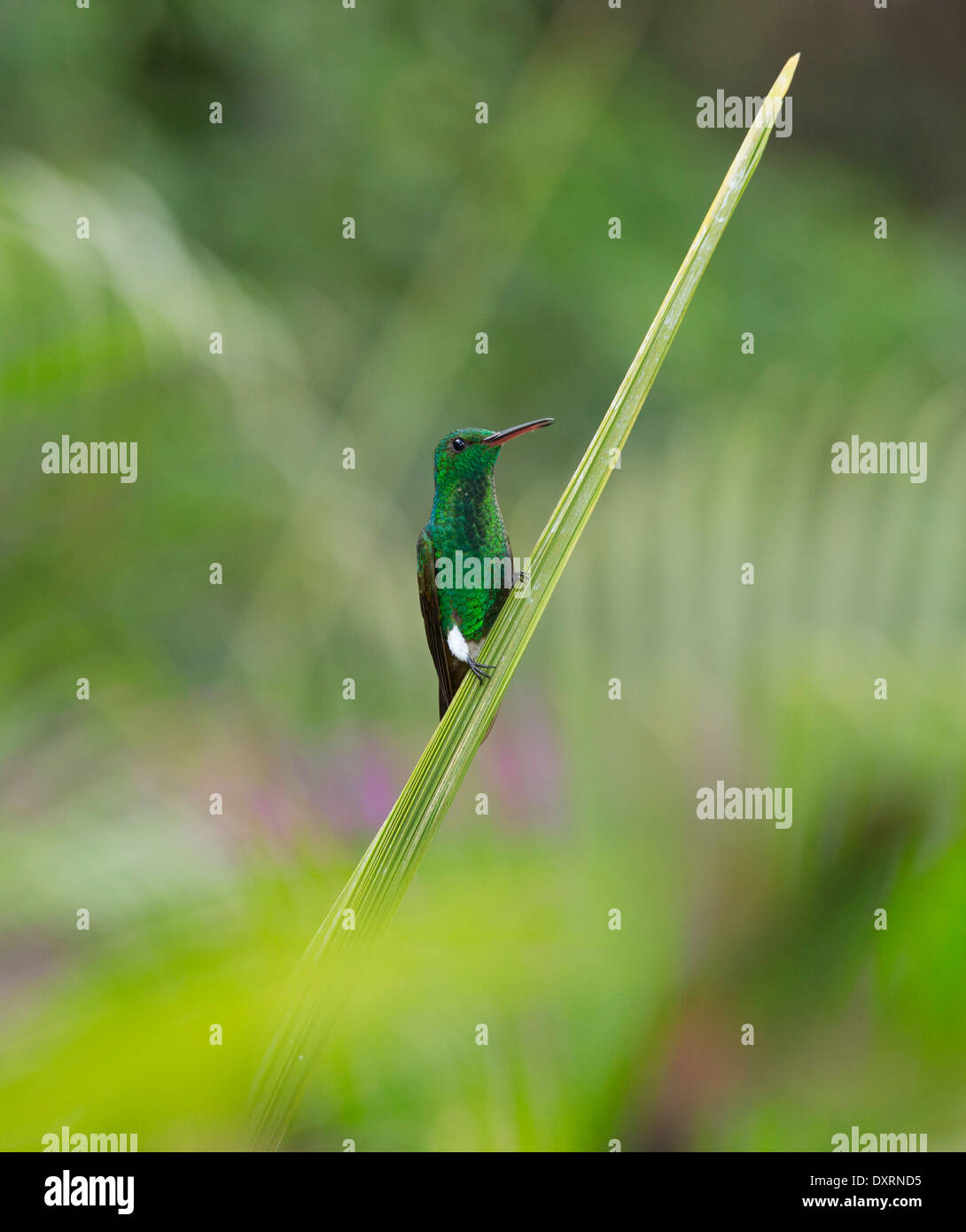 Copper-rumped Hummingbird, Amazilia tobaci erythronotus, perched ...