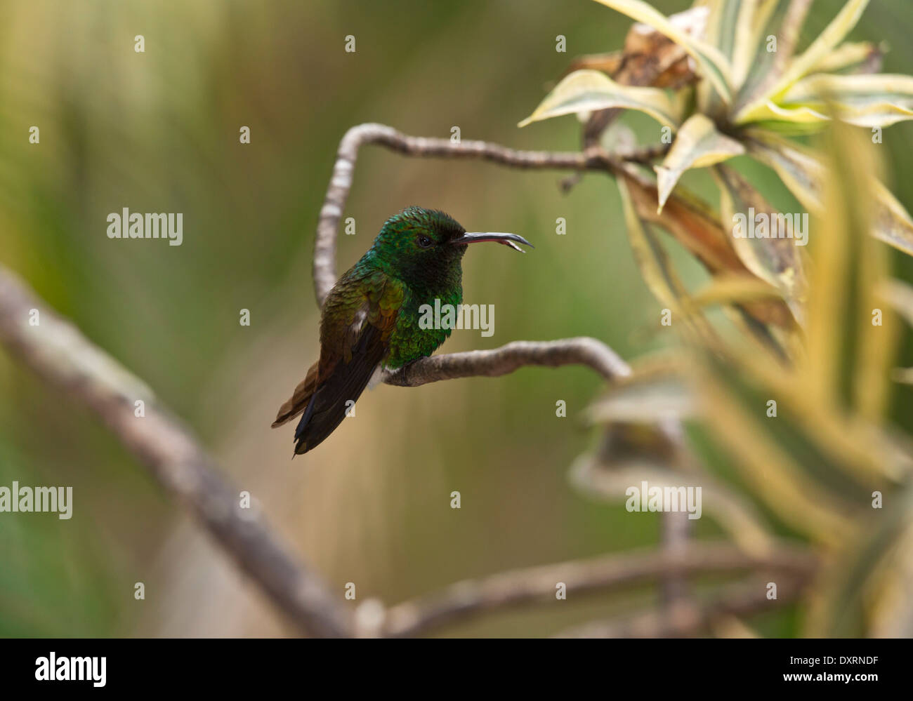Copper-rumped Hummingbird, Amazilia tobaci erythronotus perched, with ...